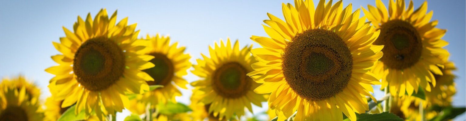 How to access our support services - Liverpool Sunflowers